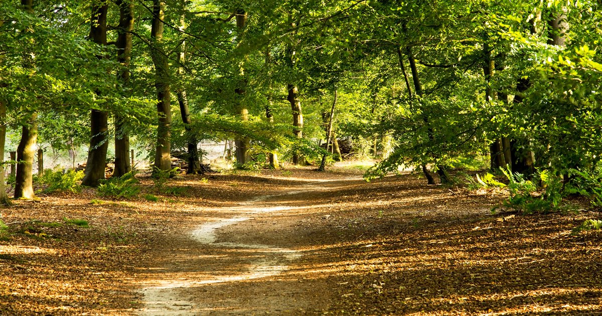 Wandelvakantie Tubbergen - Wandelen in het groente Twente